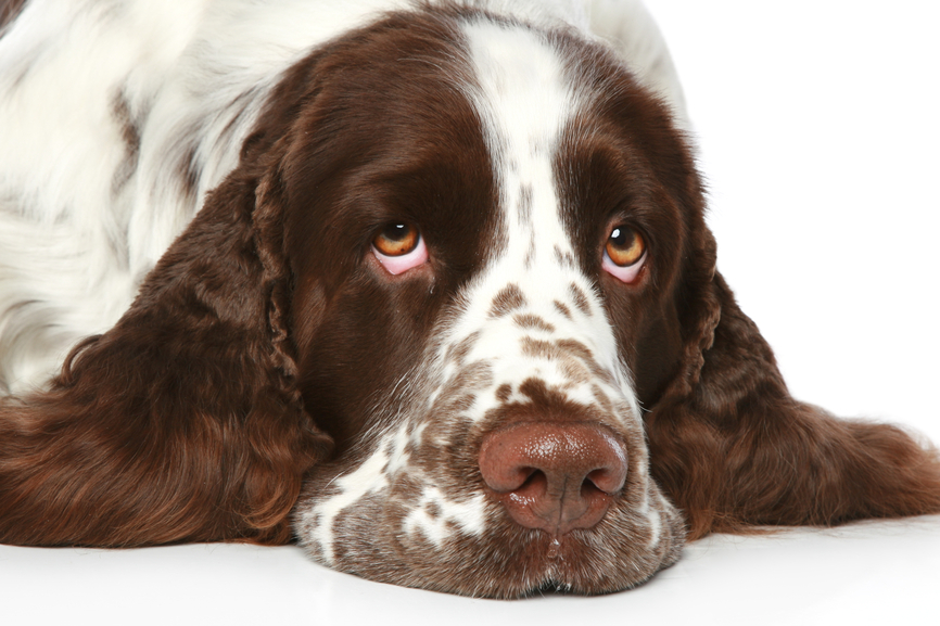 Sad Springer Spaniel. Close-up portrait - VetKind Pty Ltd